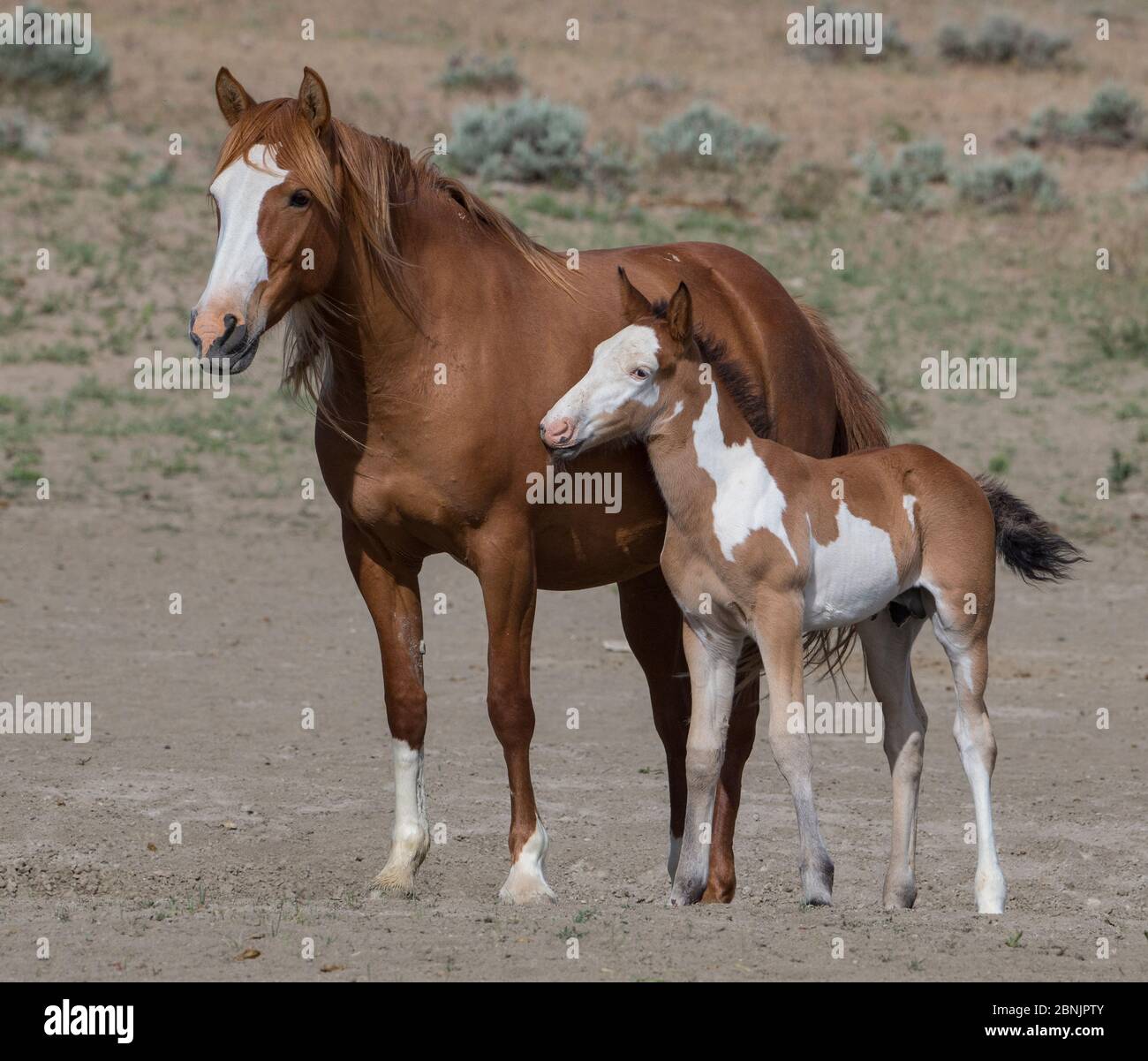 Wild pinto Mustang foal rubbing muzzle on mare in Sand Wash Basin ...