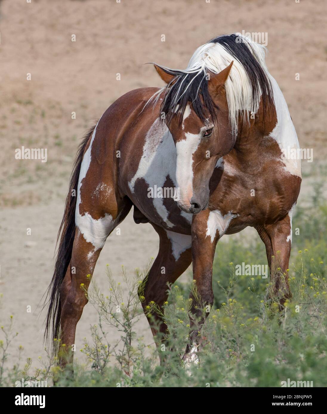 Wild pinto Mustang stallion arching his neck at rival stallion in Sand ...