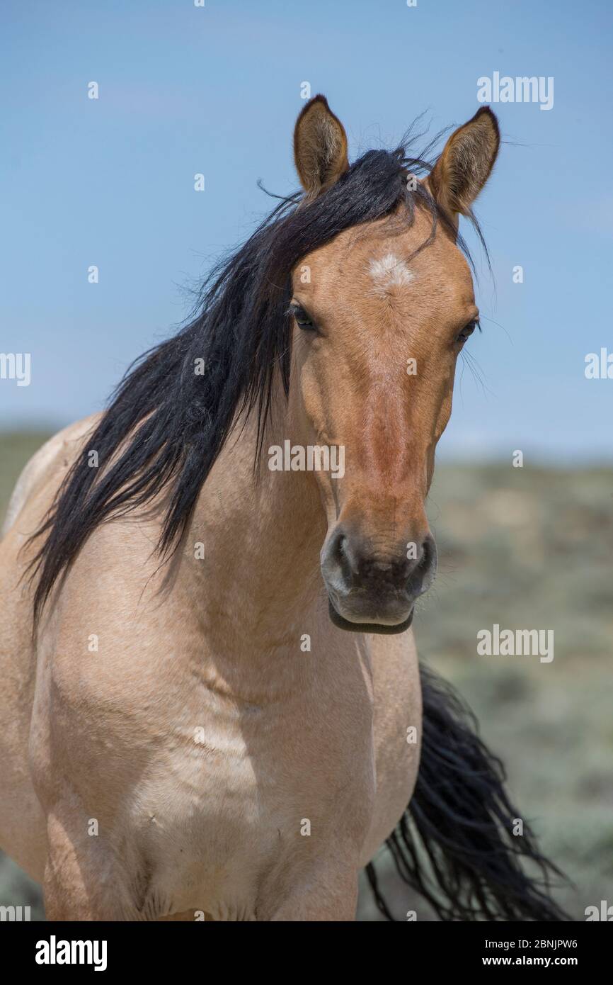 Head portrait of wild dun roan Mustang mare in Sand Wash Basin ...
