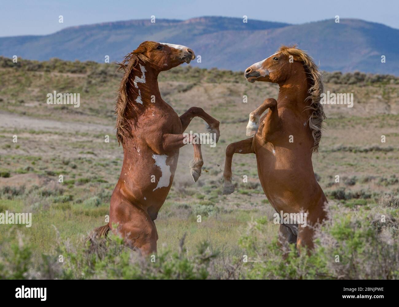 Two wild pinto Mustang stallions battling for dominance in Sand Wash ...