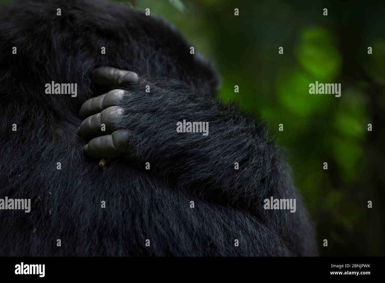 Gorilla scratching hi-res stock photography and images - Alamy