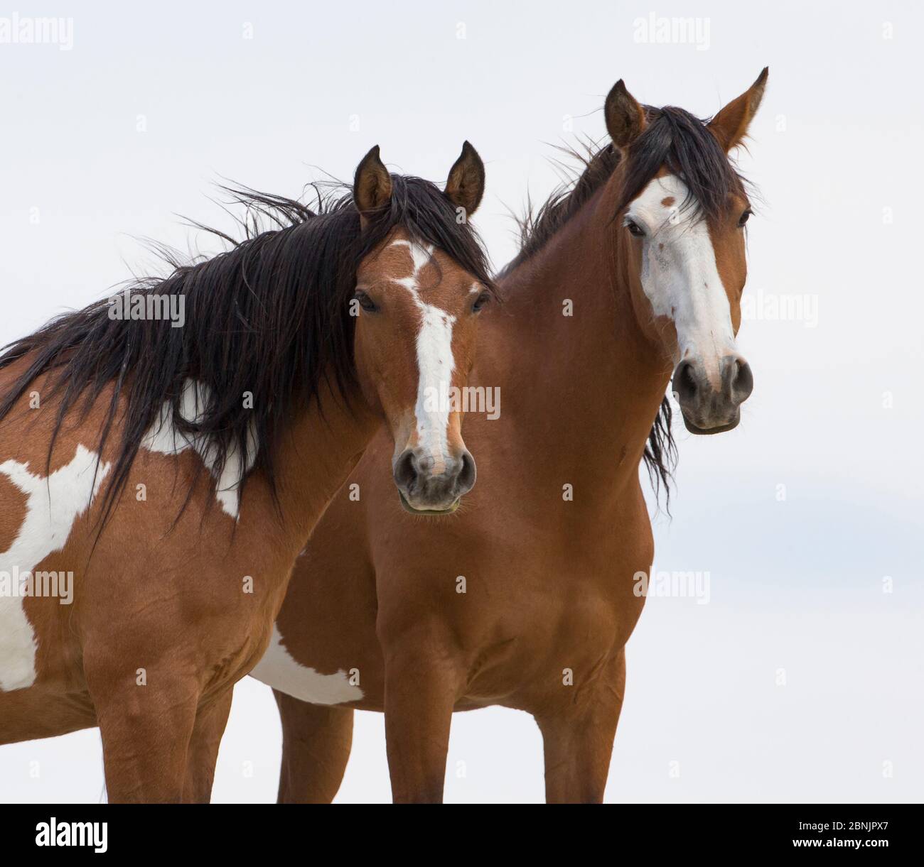 Pinto basin hi-res stock photography and images - Alamy