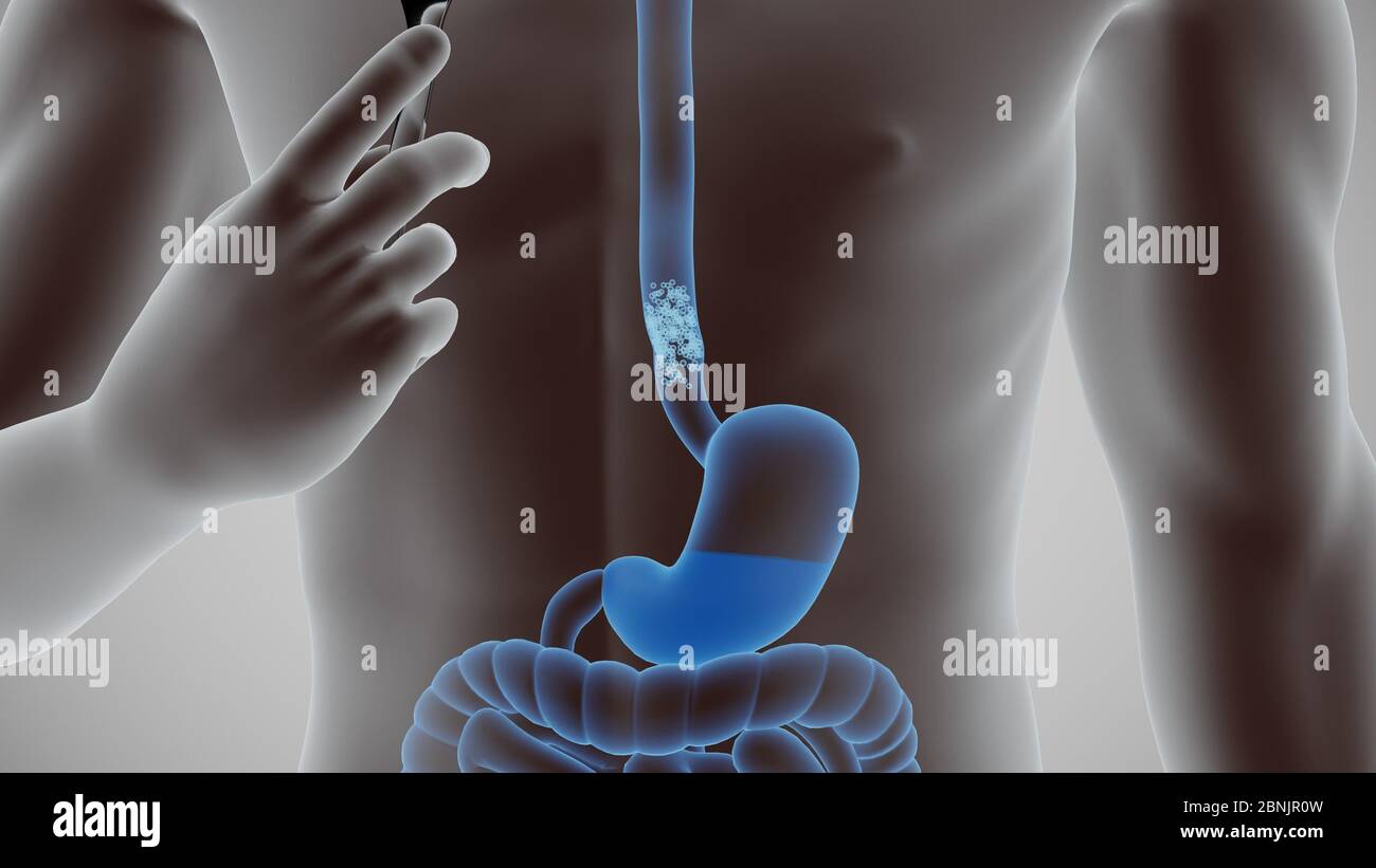 3d illustration of the human digestive system. stomach and guts Stock ...