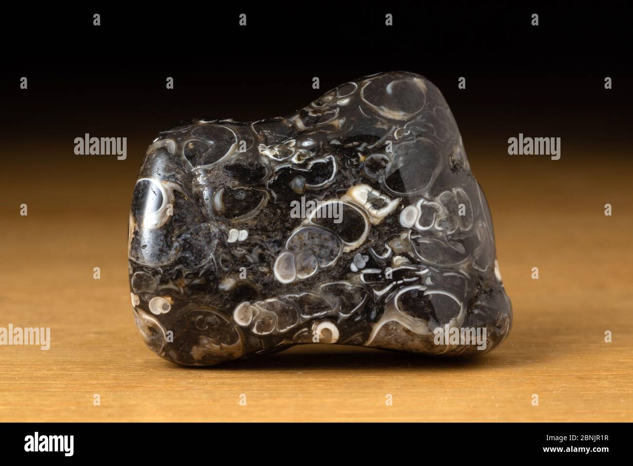 Turritella hi-res stock photography and images - Alamy