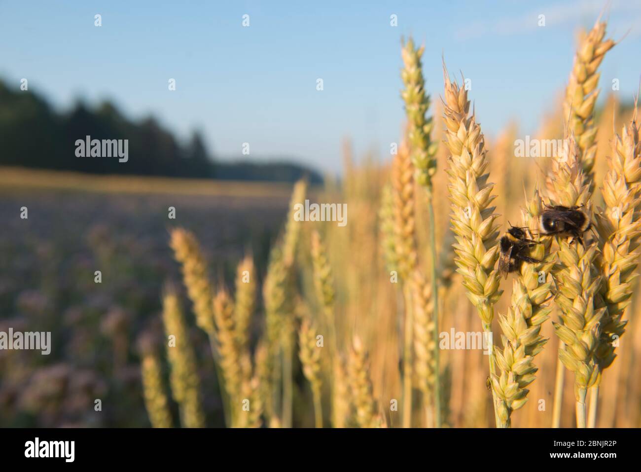 Wheat in norway hi-res stock photography and images - Alamy