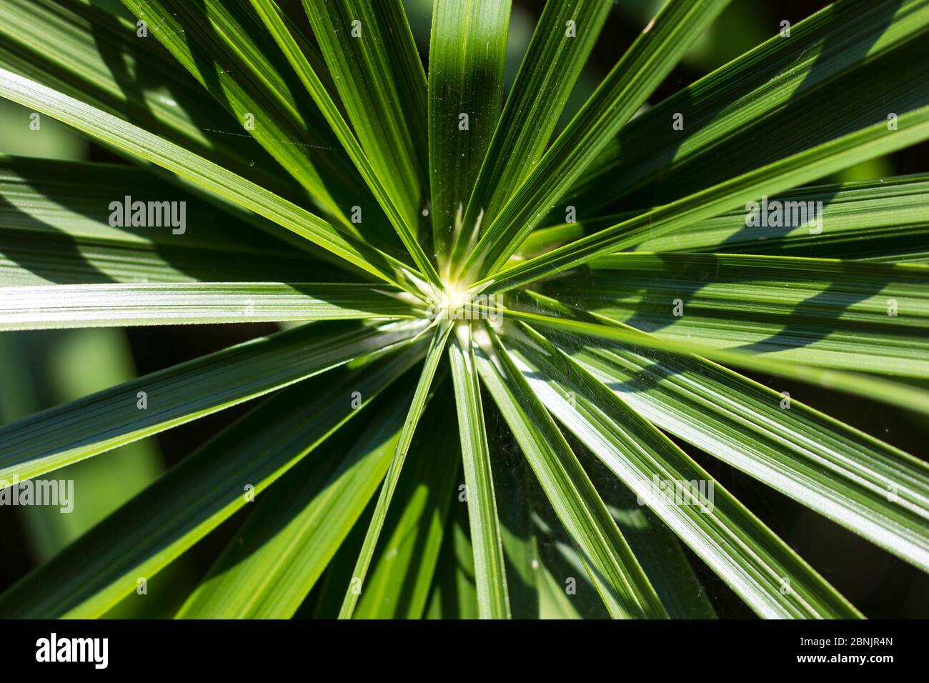Close up Green Small Leaf of Papyrus tree Stock Photo - Alamy