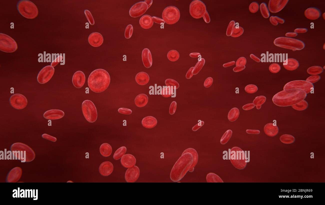 3d illustration blood structure. red blood cell, erythrocytes and ...