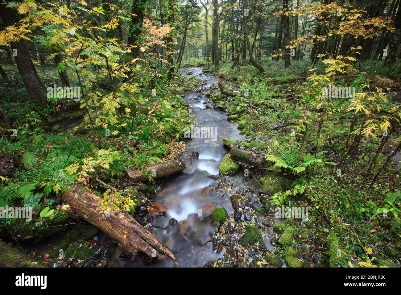 Forest landscape with stream, Kamikochi Valley, Honshu Japan, October ...