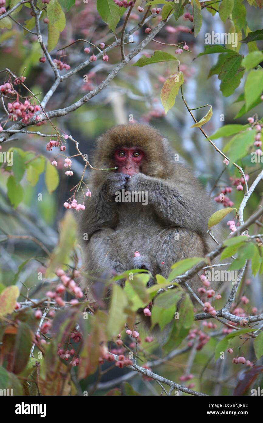 Japanese macaque (Macaca fuscata) feeding in tree, Honshu, Japan ...