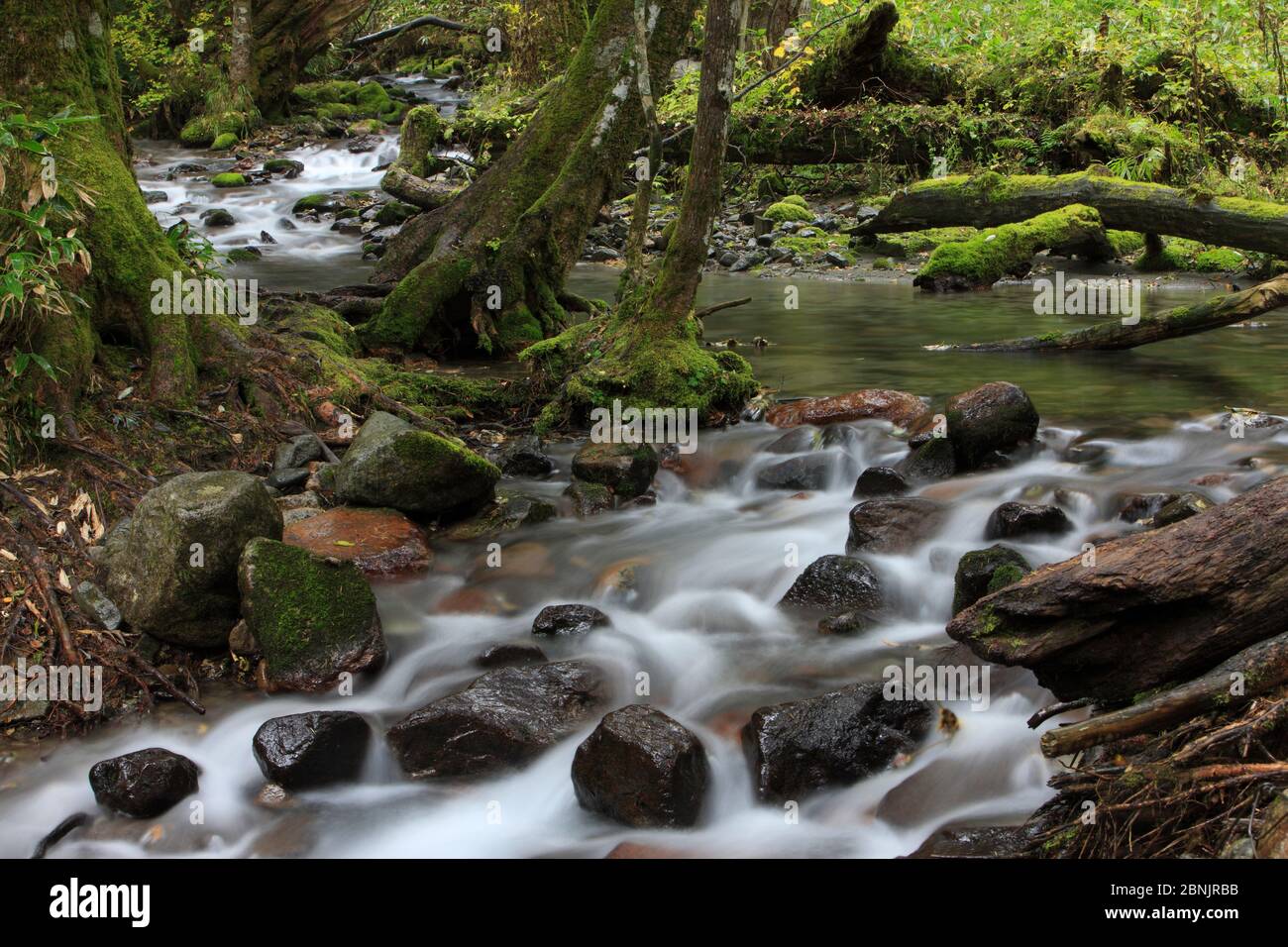Forest landscape with stream, Kamikochi Valley, Honshu Japan, October ...