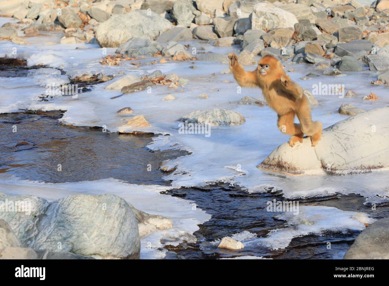 Golden monkey (Rhinopithecus roxellana) jumping over a frozen stream ...