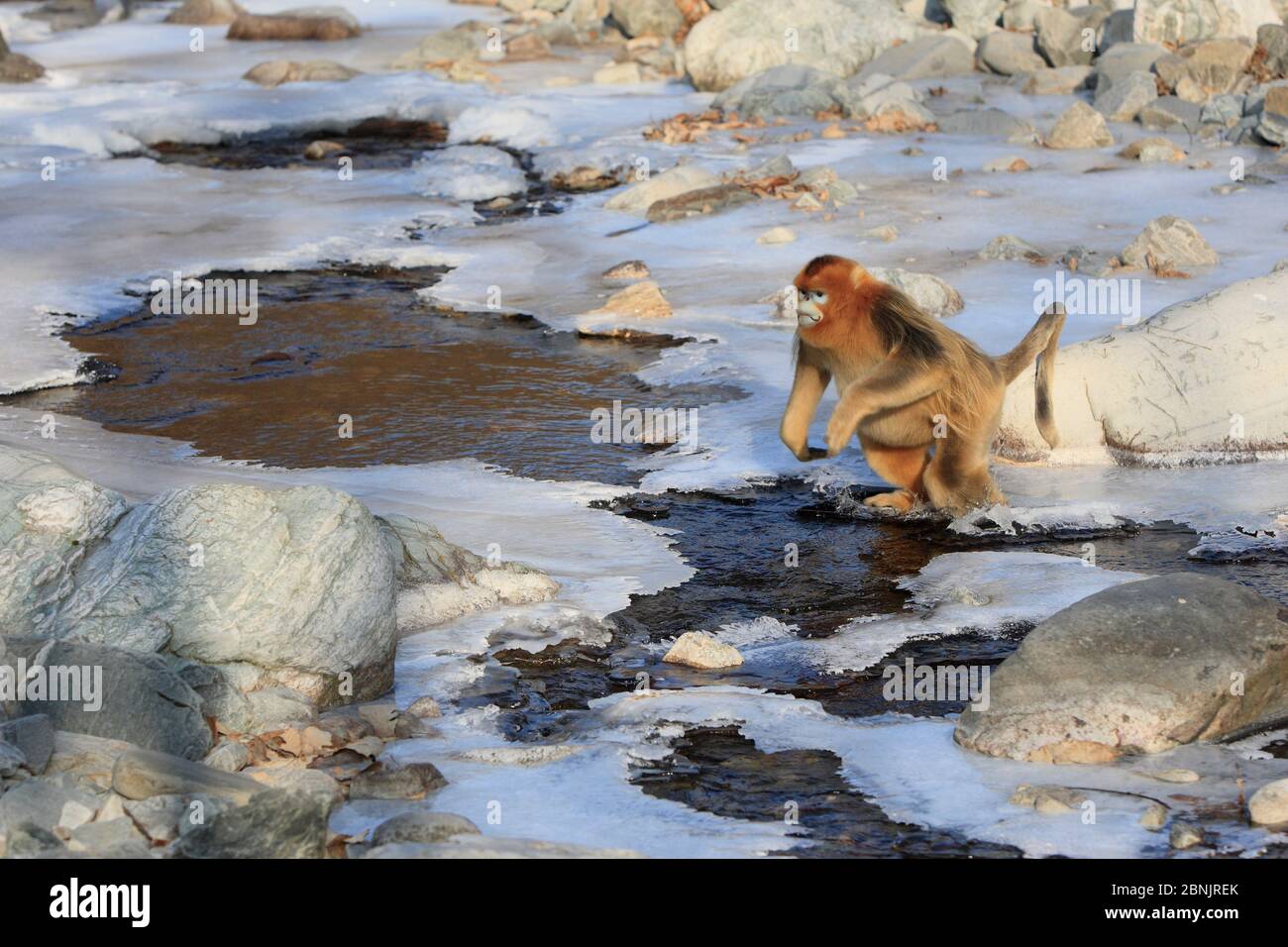Golden snow snub nosed monkeys hi-res stock photography and images - Alamy
