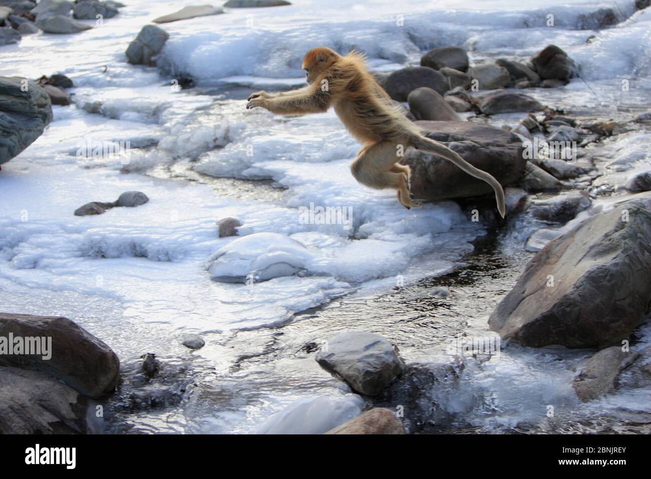 Golden snow snub nosed monkeys hi-res stock photography and images - Alamy