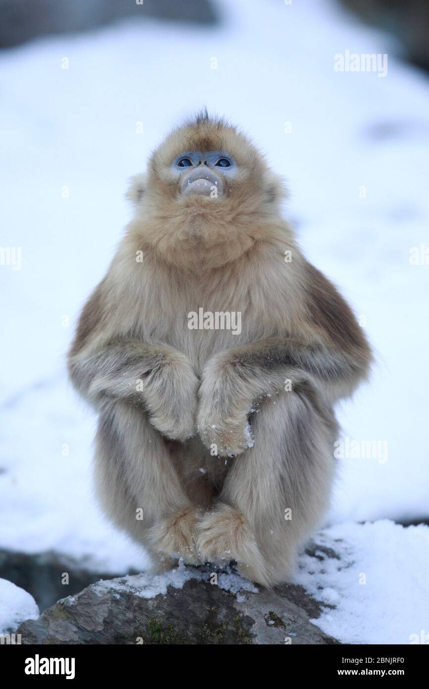 Golden snow snub nosed monkeys hi-res stock photography and images - Alamy
