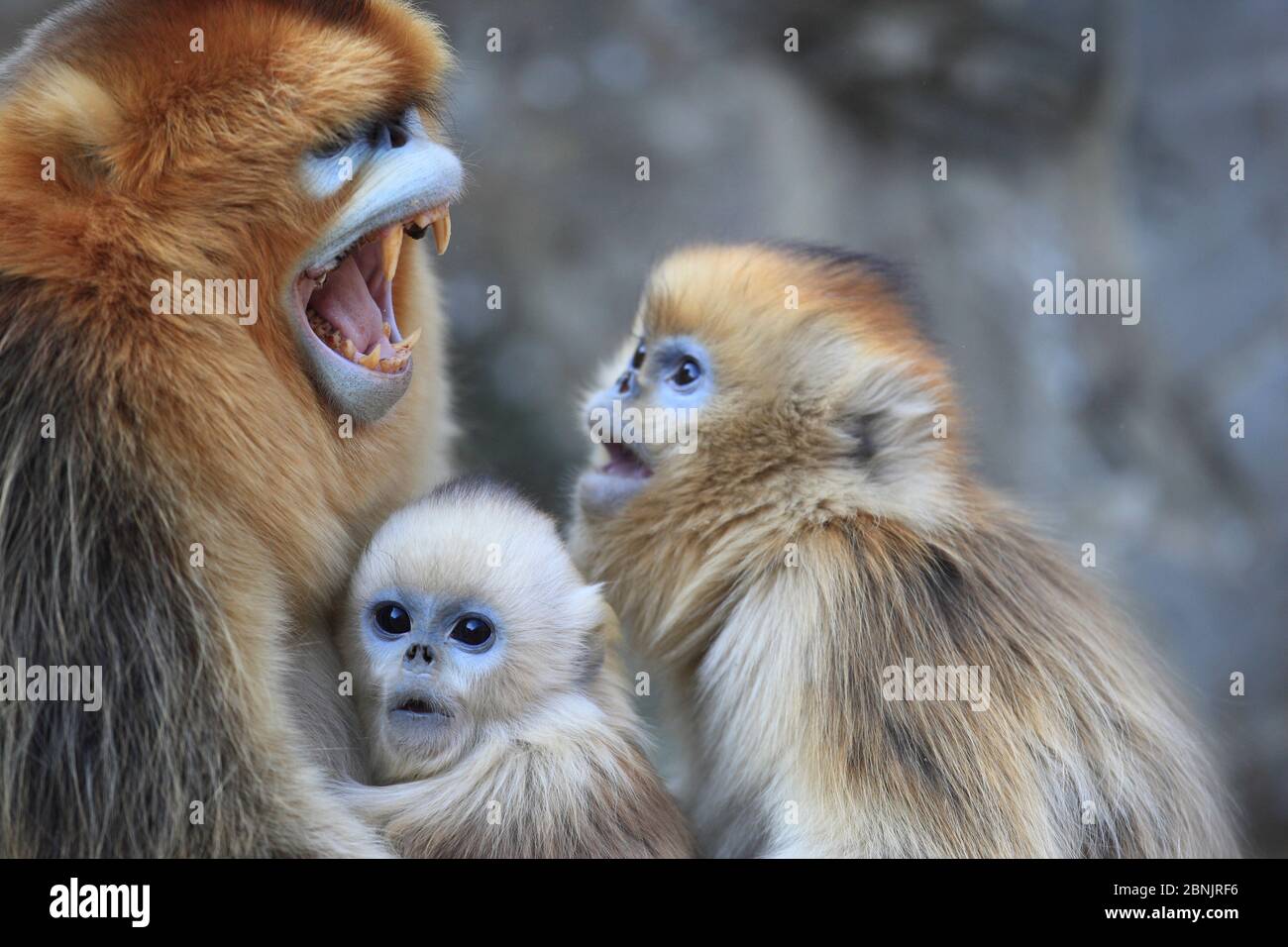 Golden monkey (Rhinopithecus roxellana) adult male bearing teeth with ...