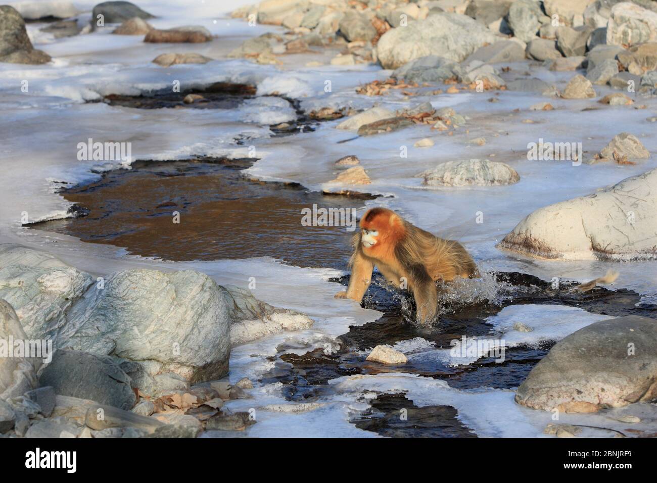 Golden monkey (Rhinopithecus roxellana) adult male is jumping over a ...