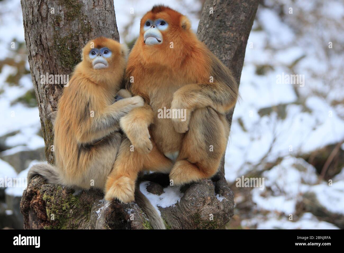 Golden Snub Nosed Monkey Male