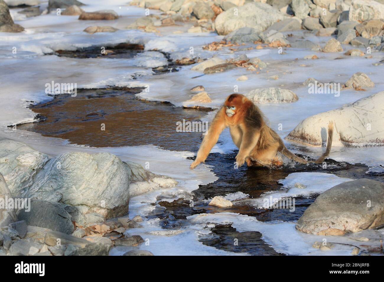 Golden snow snub nosed monkeys hi-res stock photography and images - Alamy