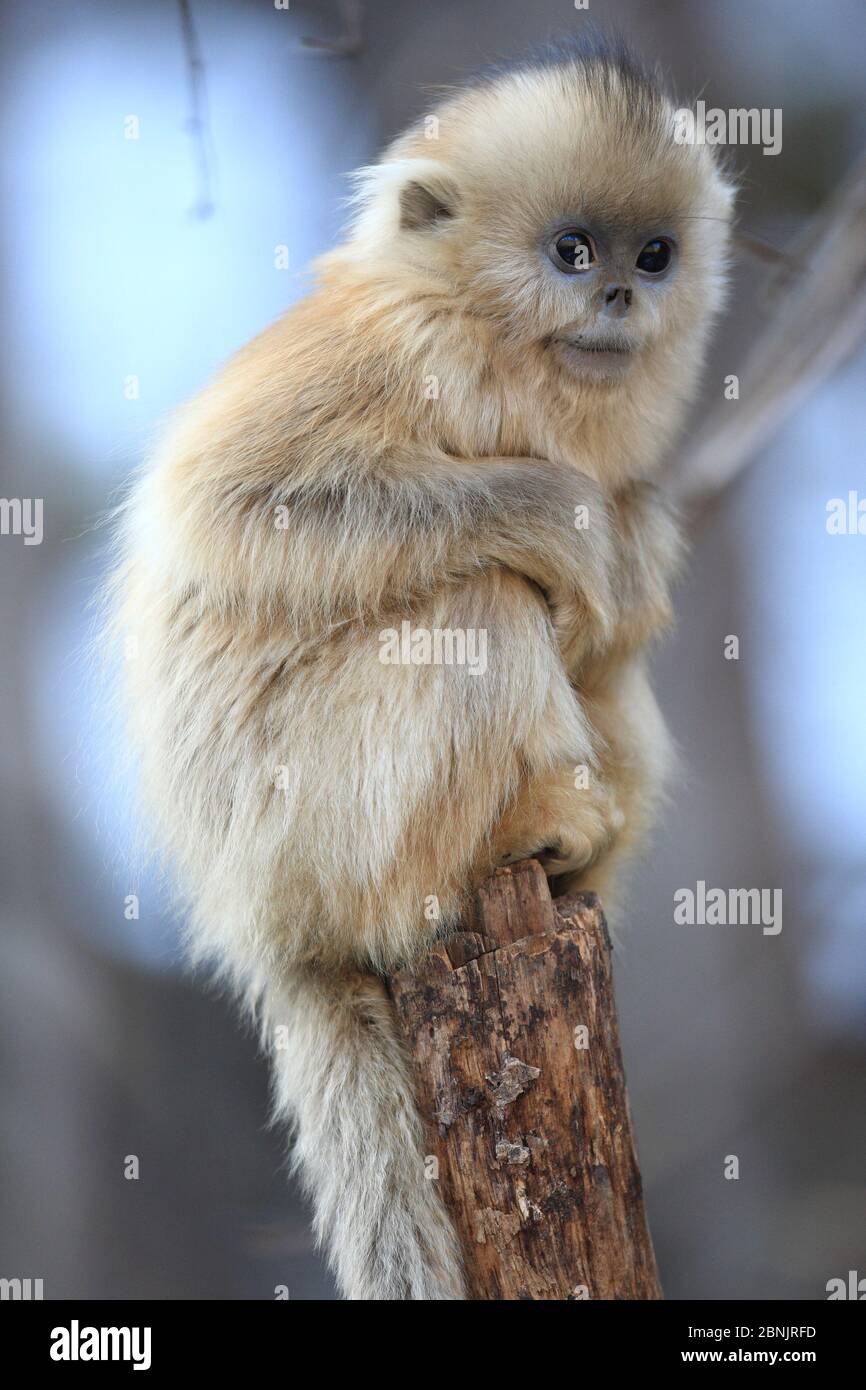 Rhinopithecus hi-res stock photography and images - Alamy