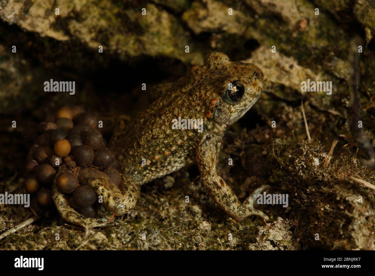 Frog Carries Eggs On Back