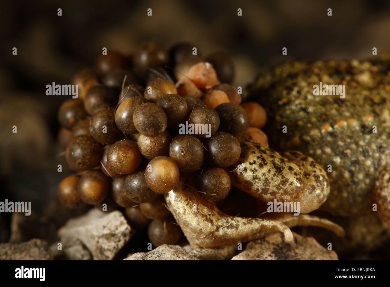 Midwife Toad (Alytes obstetricans) male carrying eggs wrapped around ...