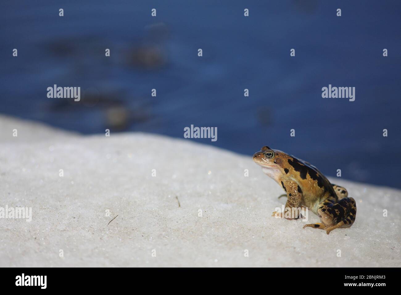 Common Frog (Rana temporaria) male waiting for females in an alpine ...