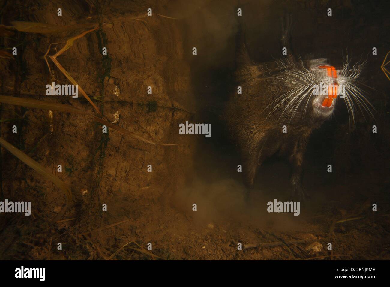 Coypu (Myocastor coypus) underwater view, Burgundy, France. October ...