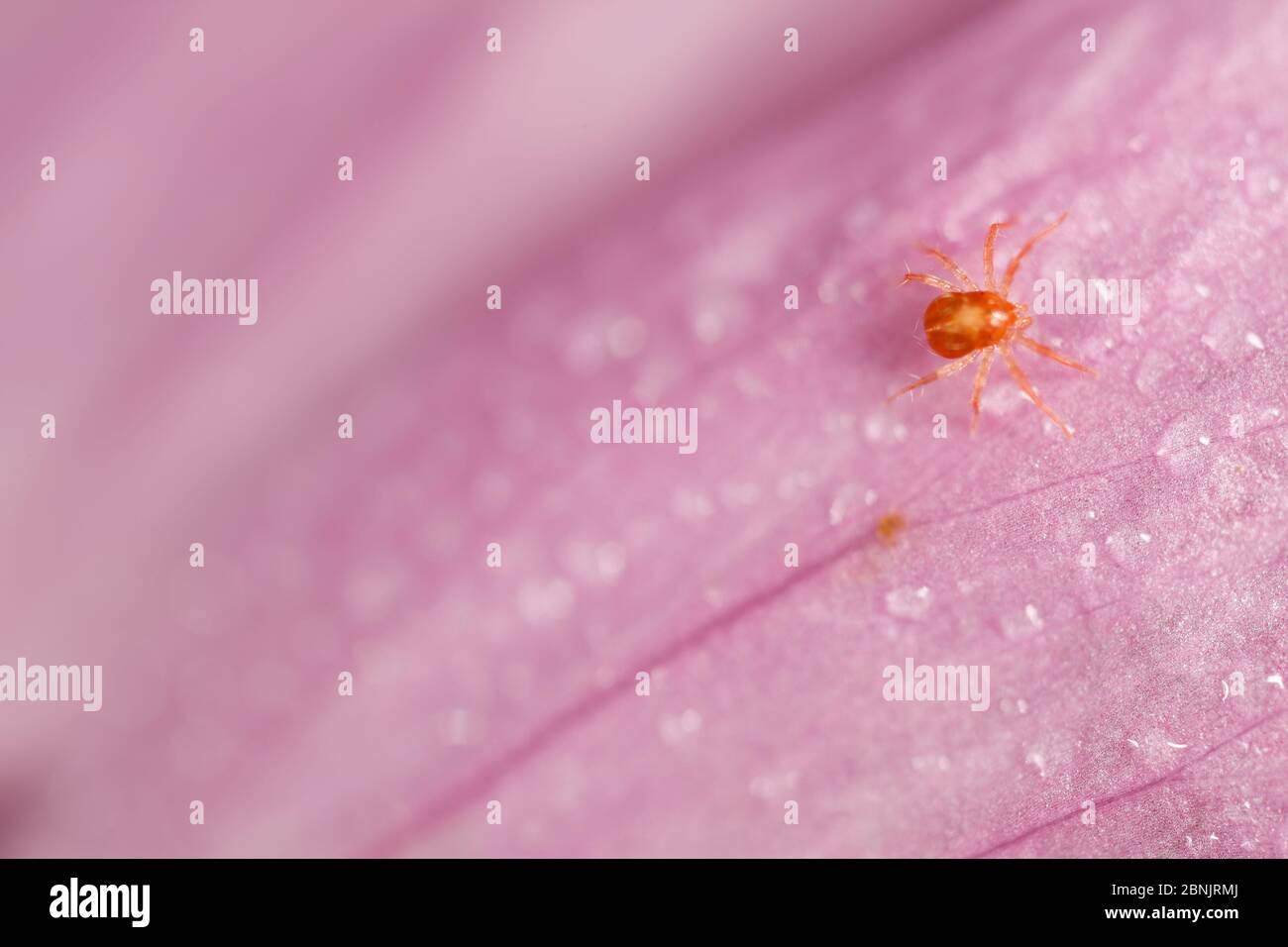 Harvest Mite High Resolution Stock Photography and Images - Alamy