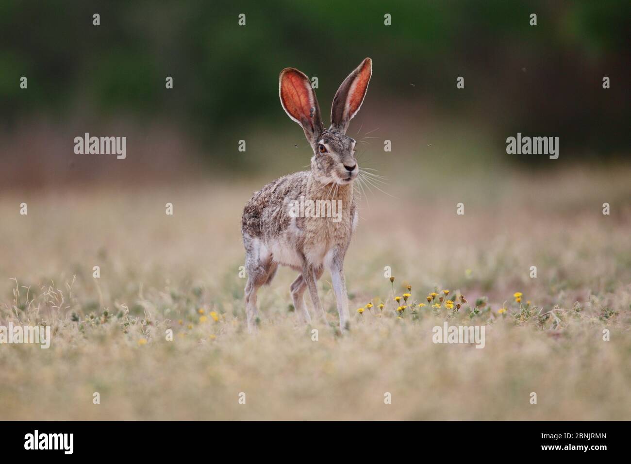 Black-tailed jackrabbit (Lepus californicus) standing, with ticks ...