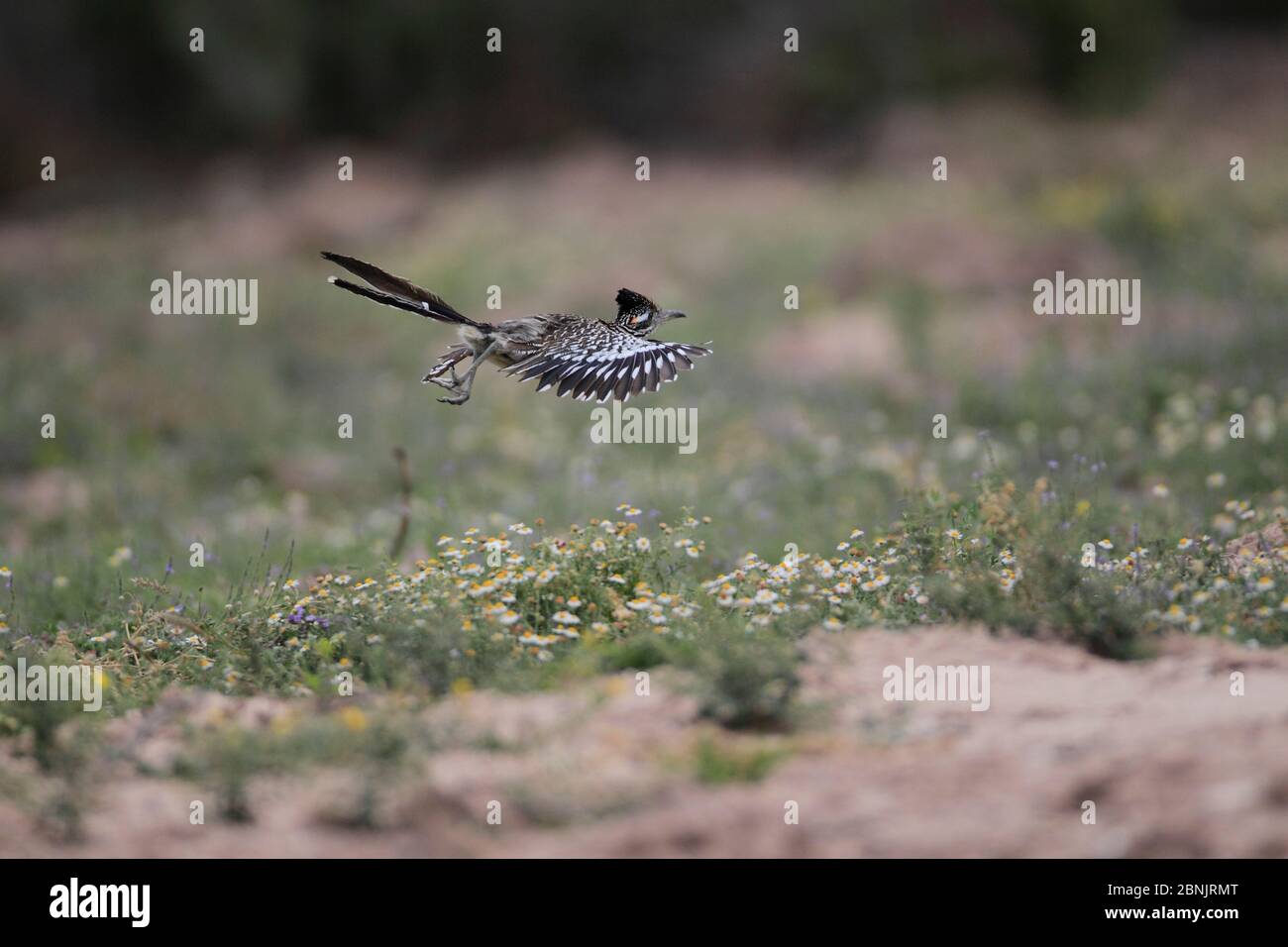 Flying roadrunner hi-res stock photography and images - Alamy
