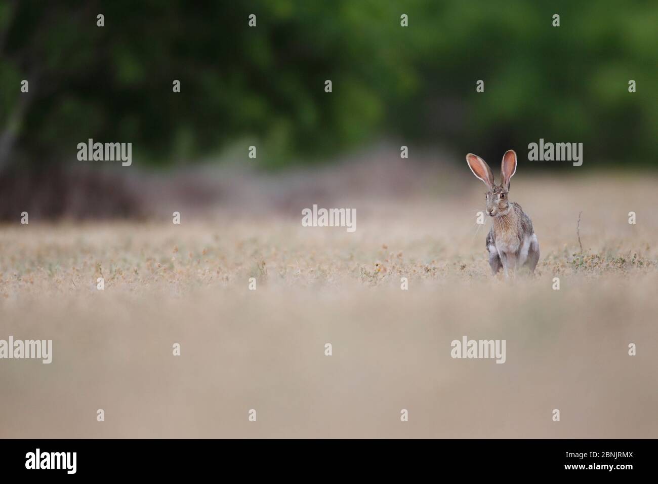 Black-tailed jackrabbit (Lepus californicus) looking alert South Texas ...
