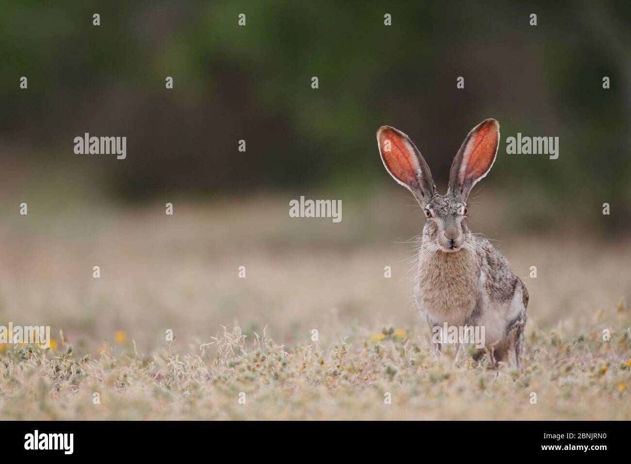 Black-tailed jackrabbit (Lepus californicus) South Texas, USA Stock ...