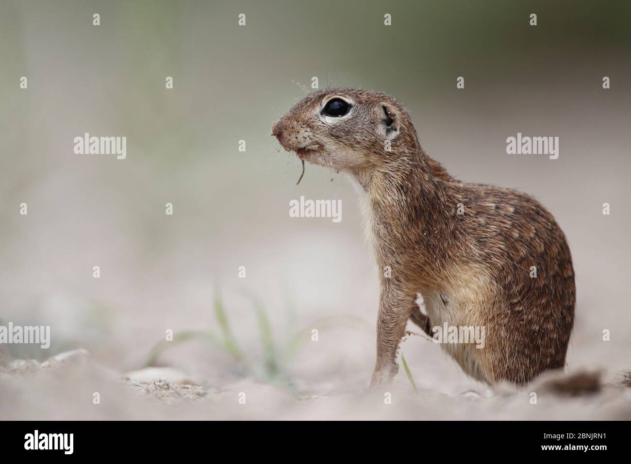 Spotted Ground Squirrel