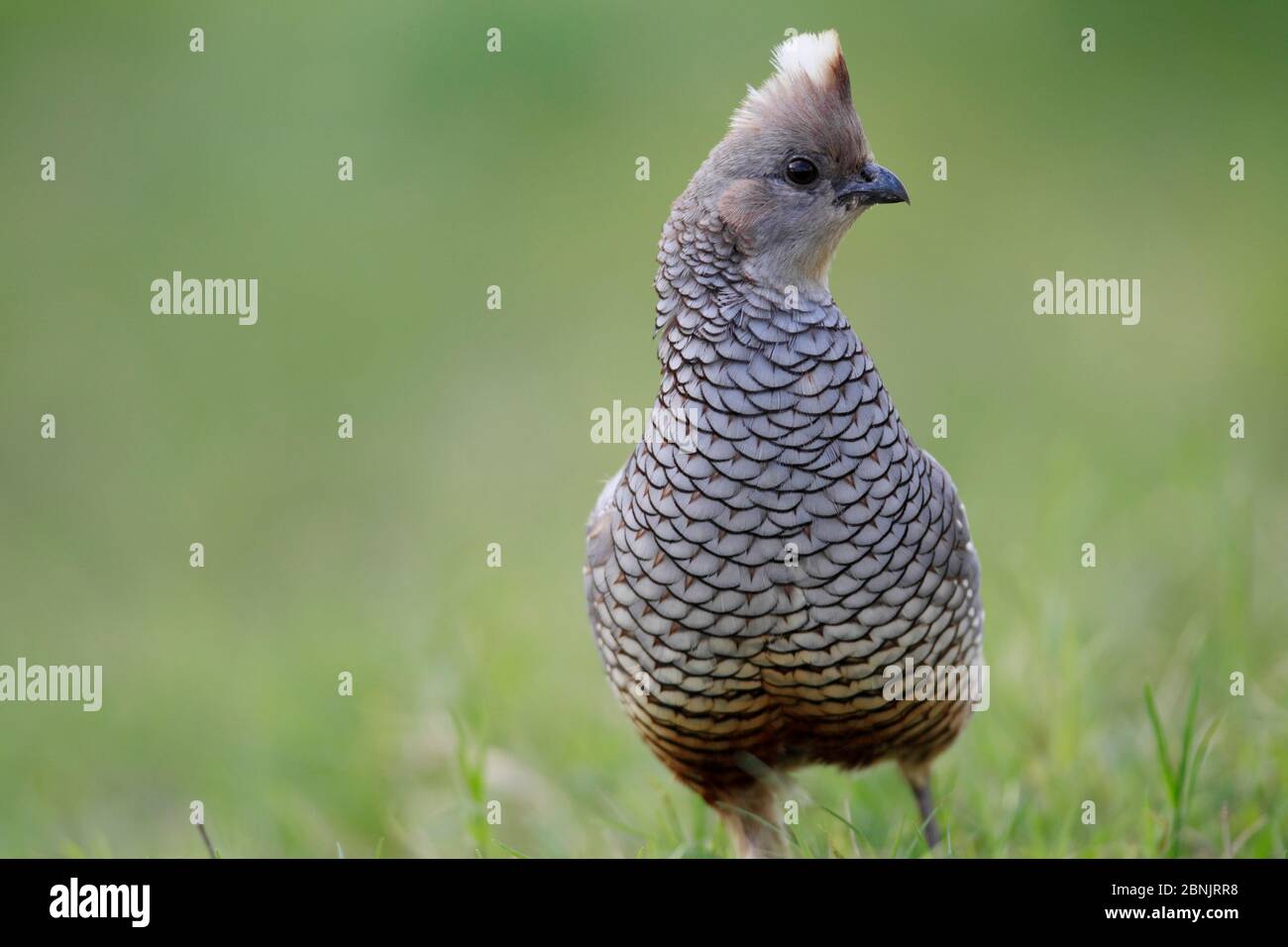 Scaled quail (Callipepla squamata) South Texas, USA, April Stock Photo ...