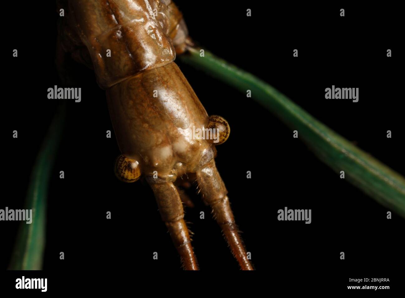 Phasmatidae hi-res stock photography and images - Alamy