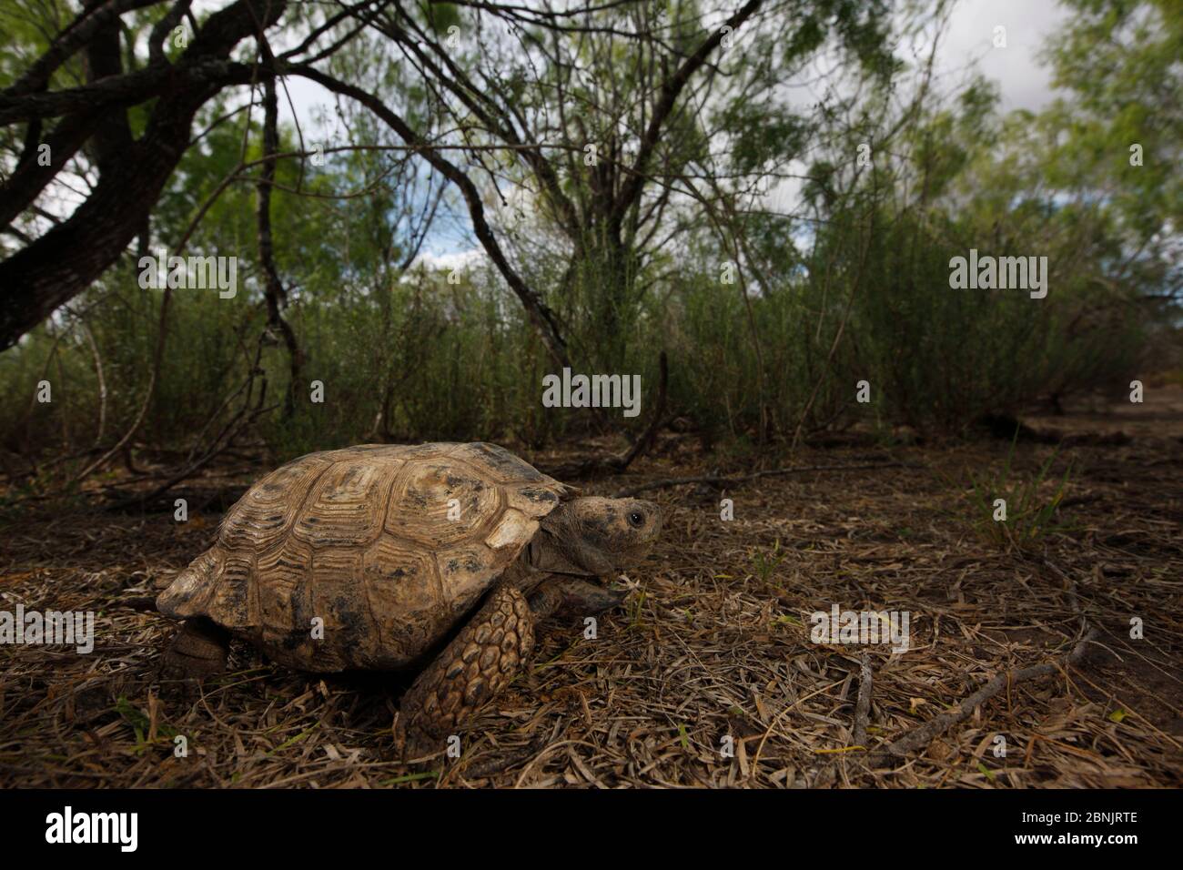 Gopher tortoise (Gopherus berlandieri) in habitat, Texas, USA, April ...
