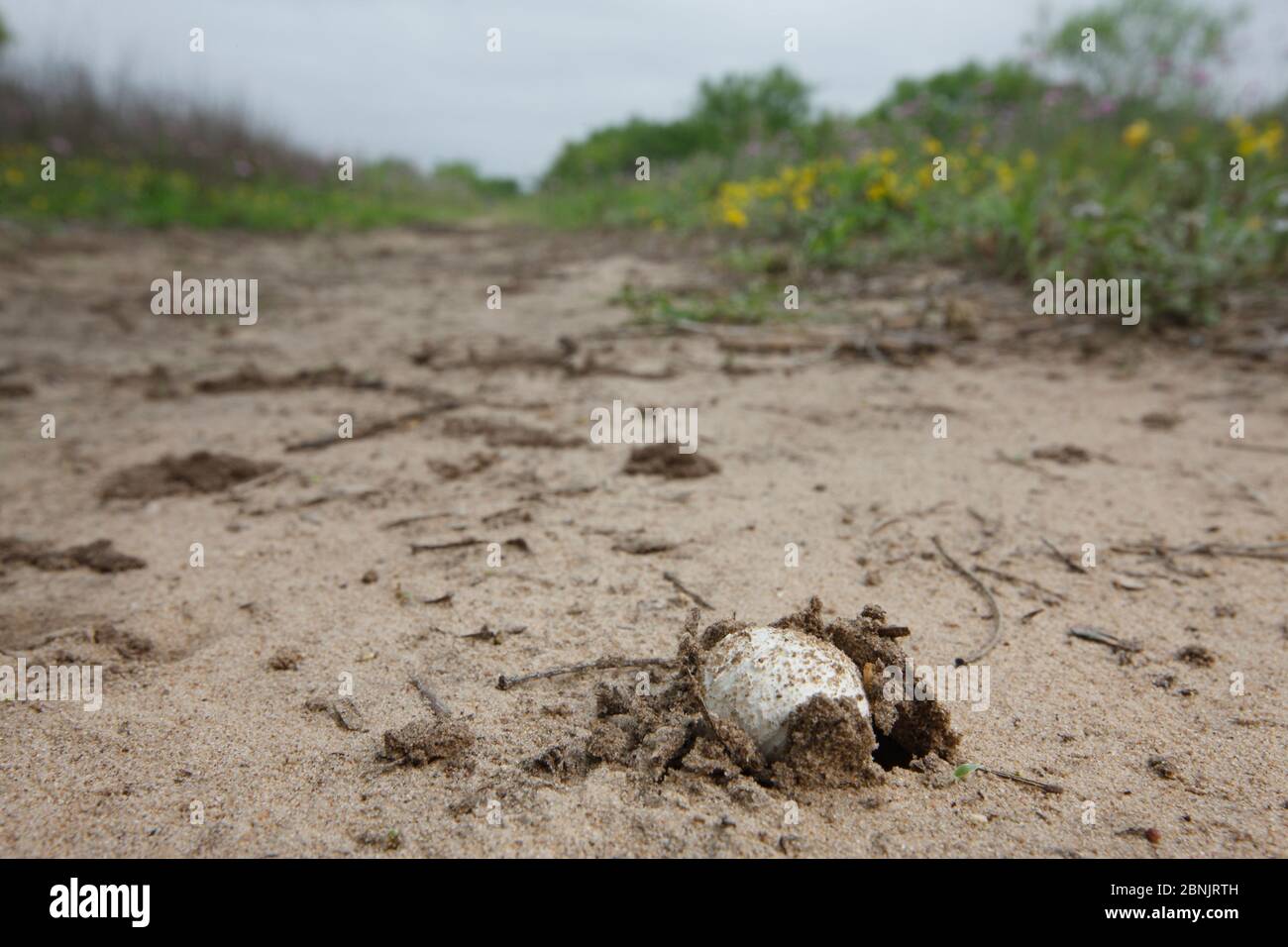 Fungus fruiting body emerging from sand, South Texas, USA, April Stock ...