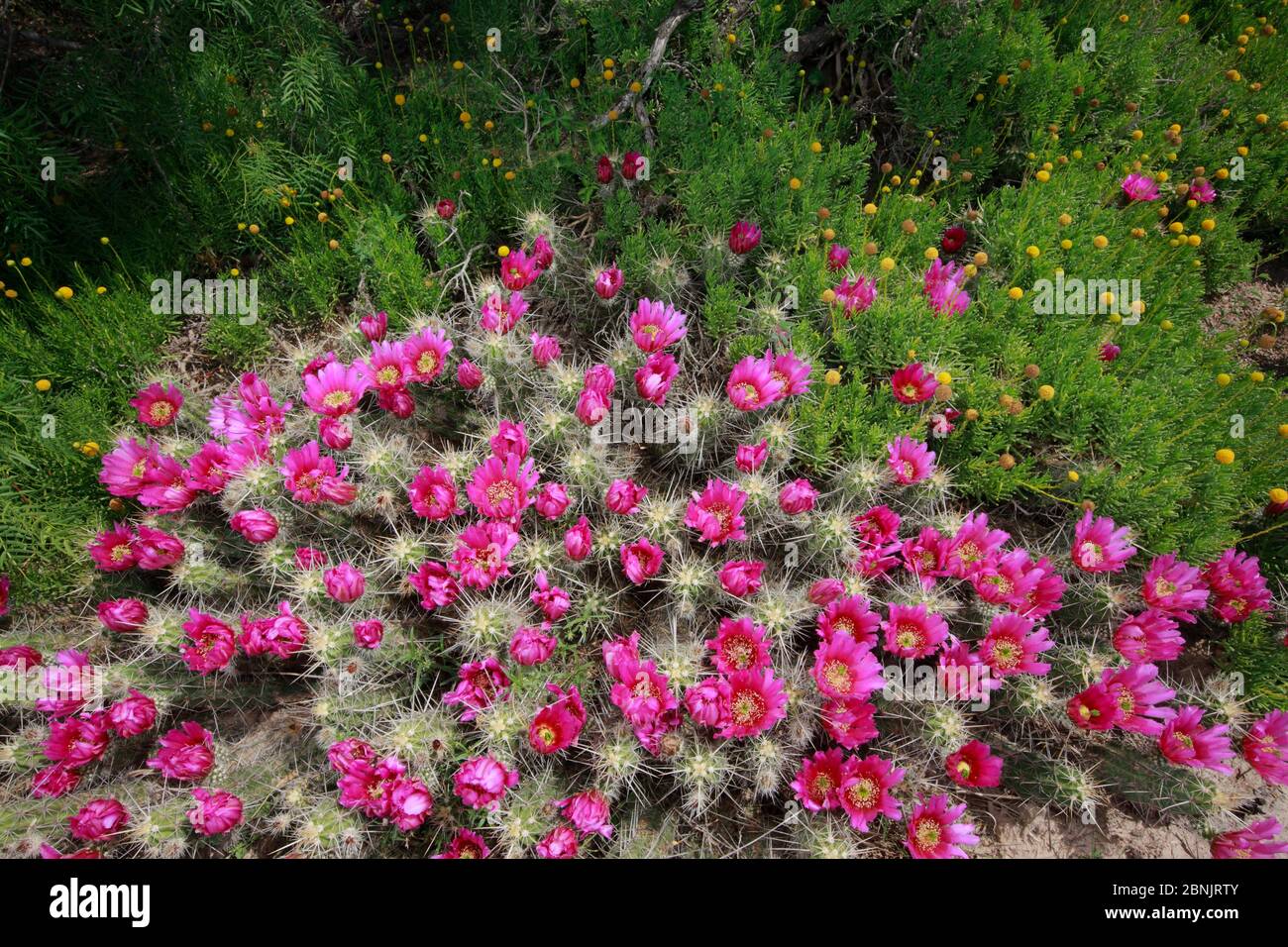 Strawberry cactus (Echinocereus enneachanthus) in flower, South Texas ...