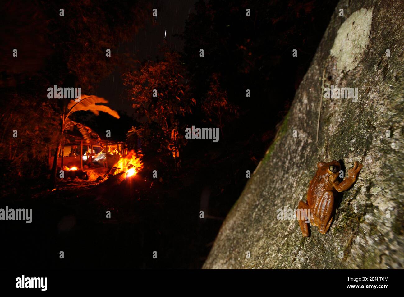 Tree frog (Hyla crepitans) at night with camp fire in the background ...