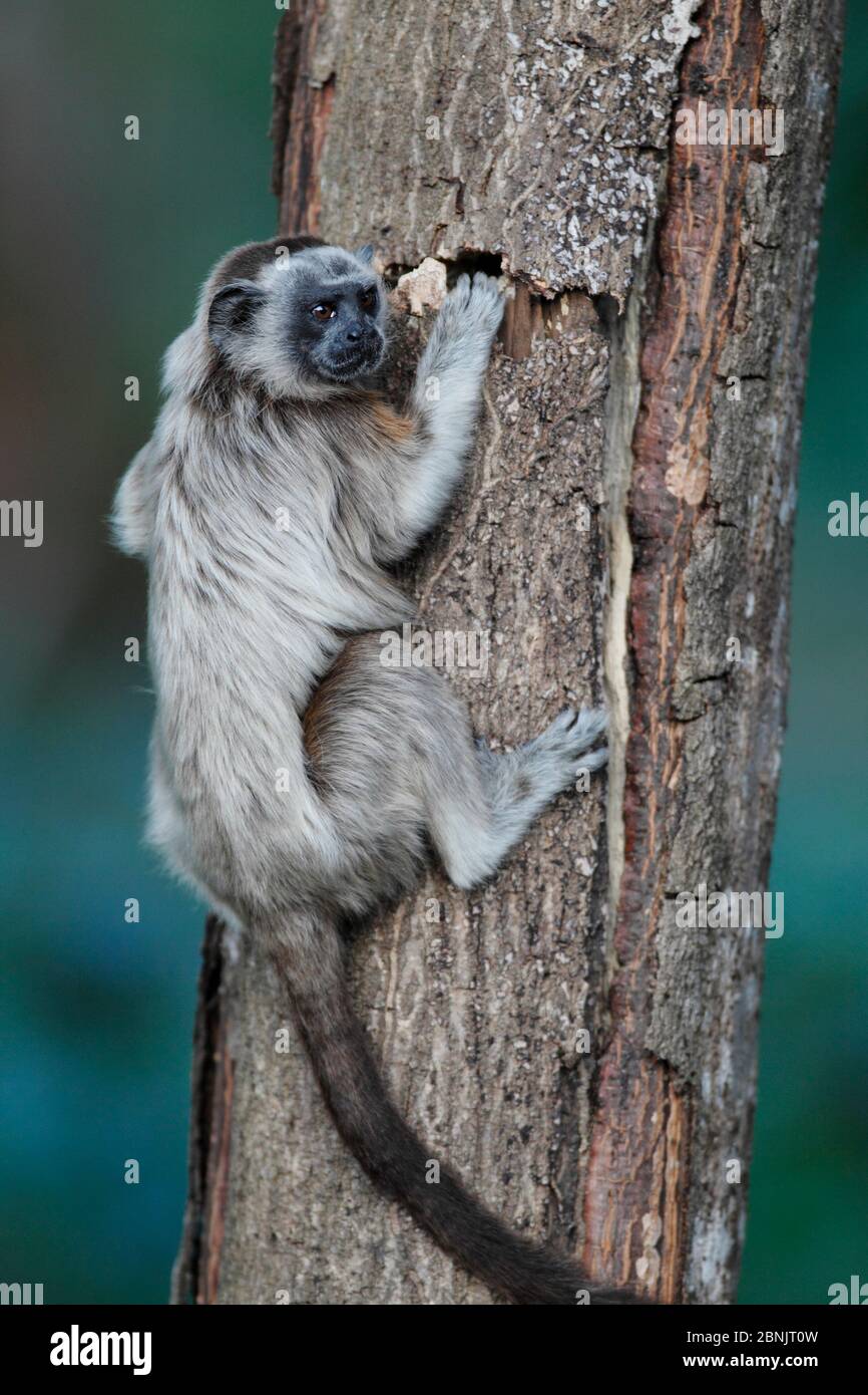 Silvery-brown bare faced tamarin (Saguinus leucophus) captive, endemic ...