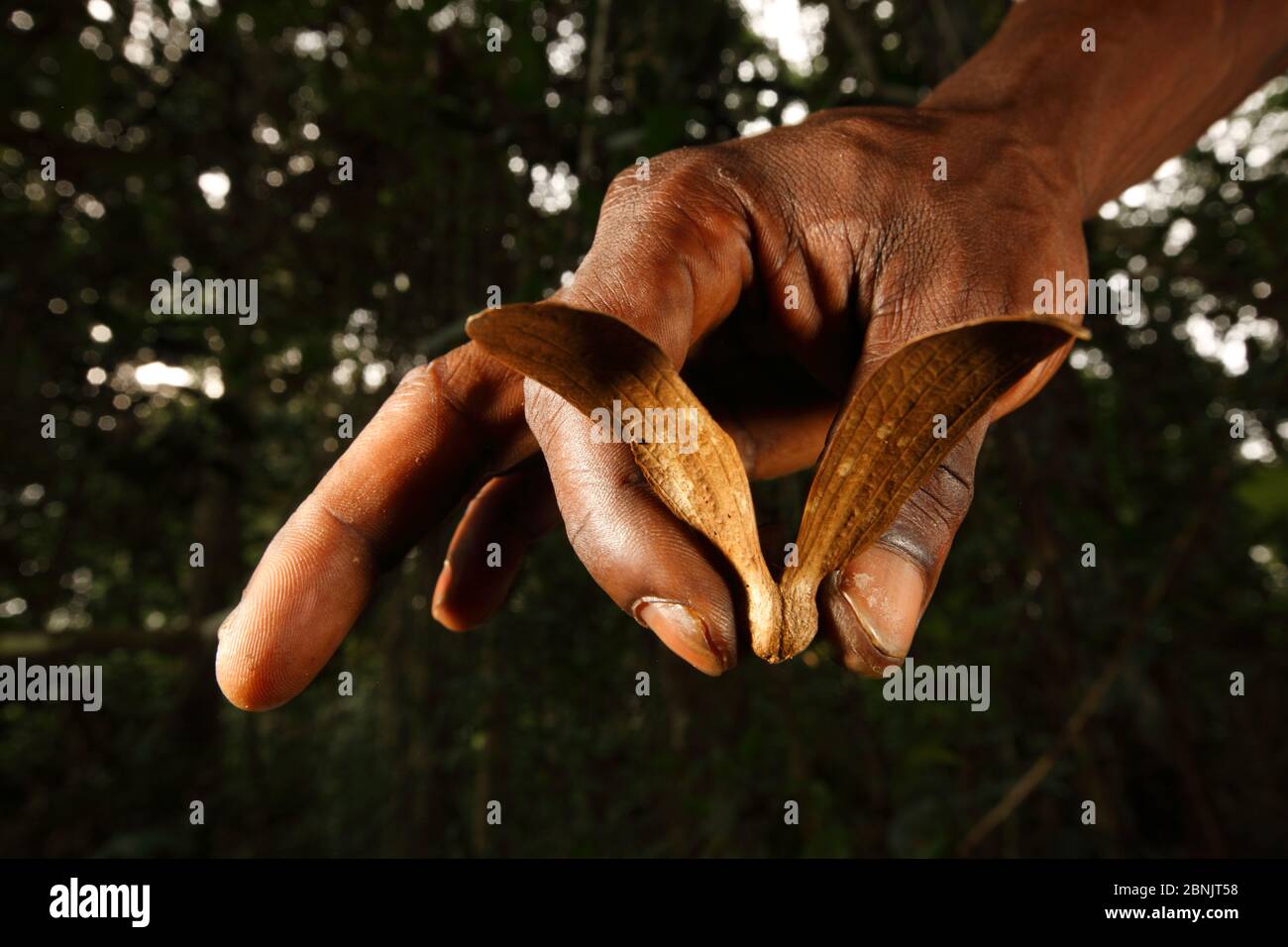 Winged Liana seed known as a 'samara', in tropical forest, Bateke ...