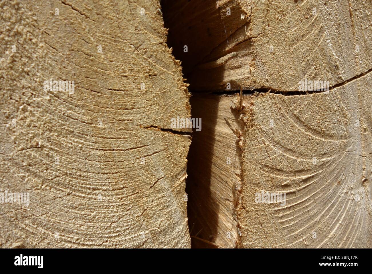 Log cross cut with a wide crack Stock Photo - Alamy