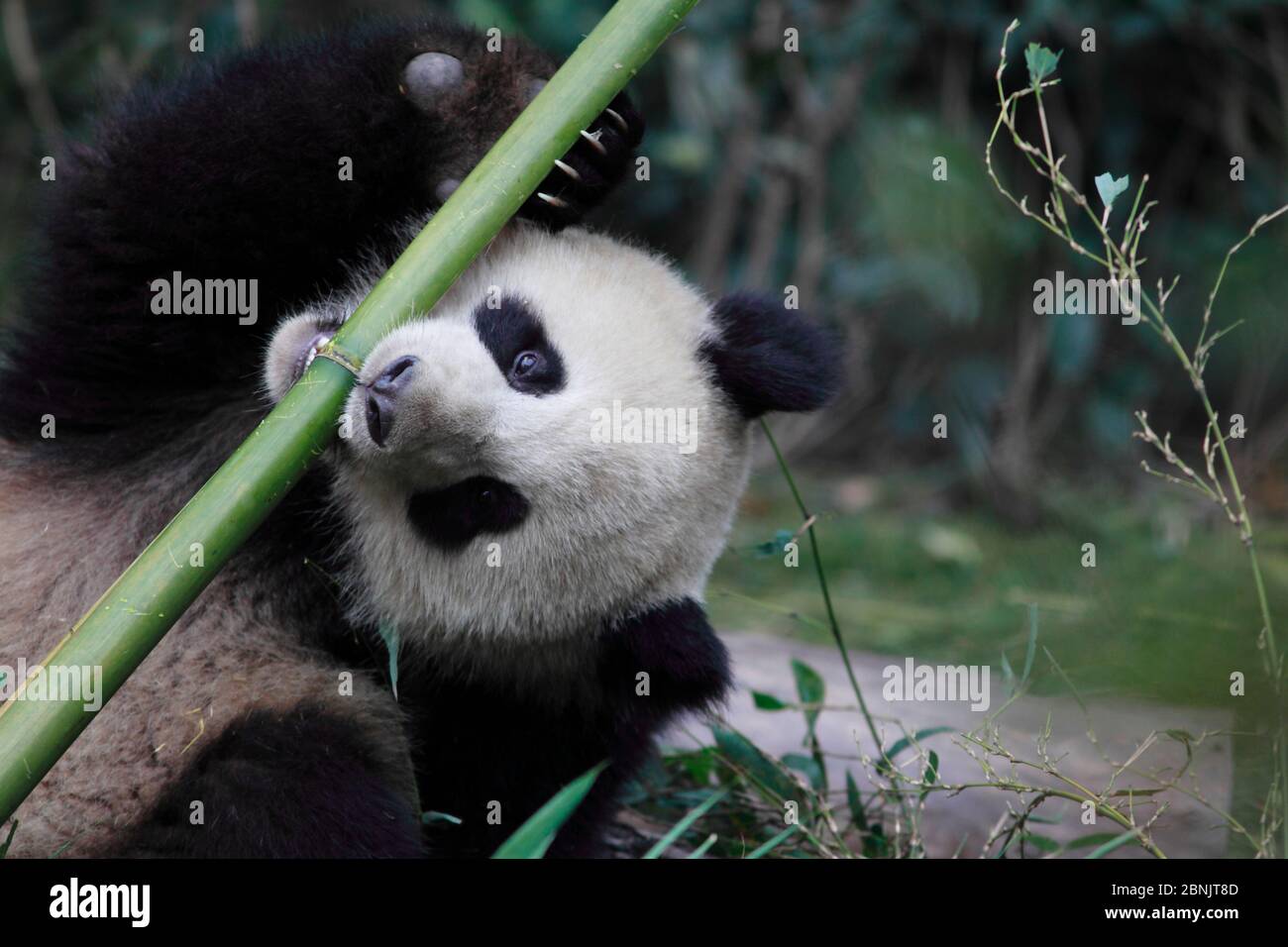 Breeding age hi-res stock photography and images - Alamy