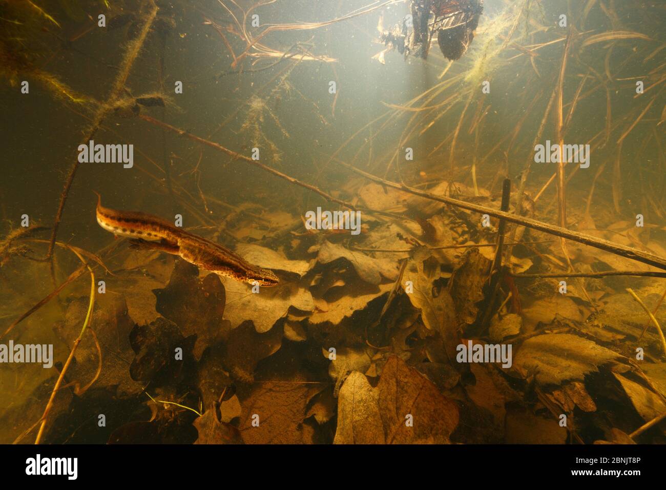 Palmate newt triturus helveticus hi-res stock photography and images ...