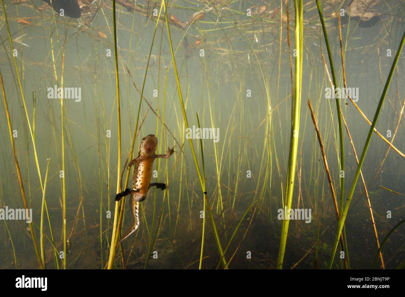 Palmate newt triturus helveticus hi-res stock photography and images ...