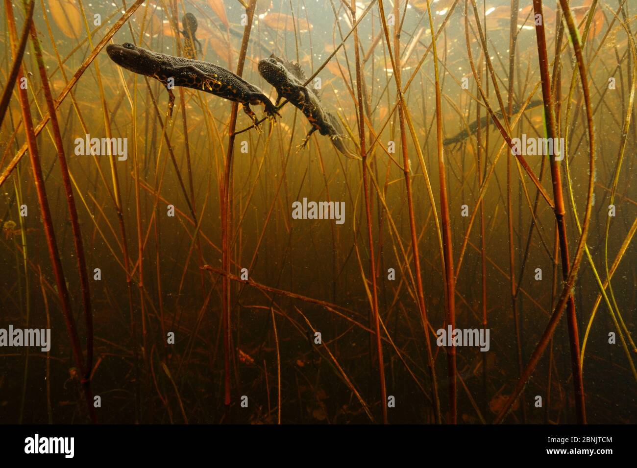 Triturus cristatus courtship hi-res stock photography and images - Alamy