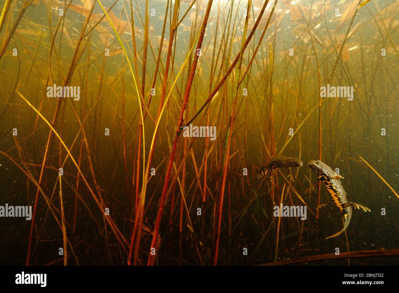 Triturus cristatus courtship hi-res stock photography and images - Alamy