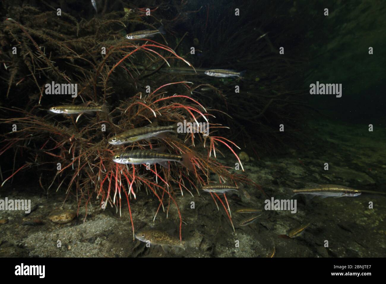 Common minnow (Phoxinus phoxinus) in Massane River, Alberes Mountains ...