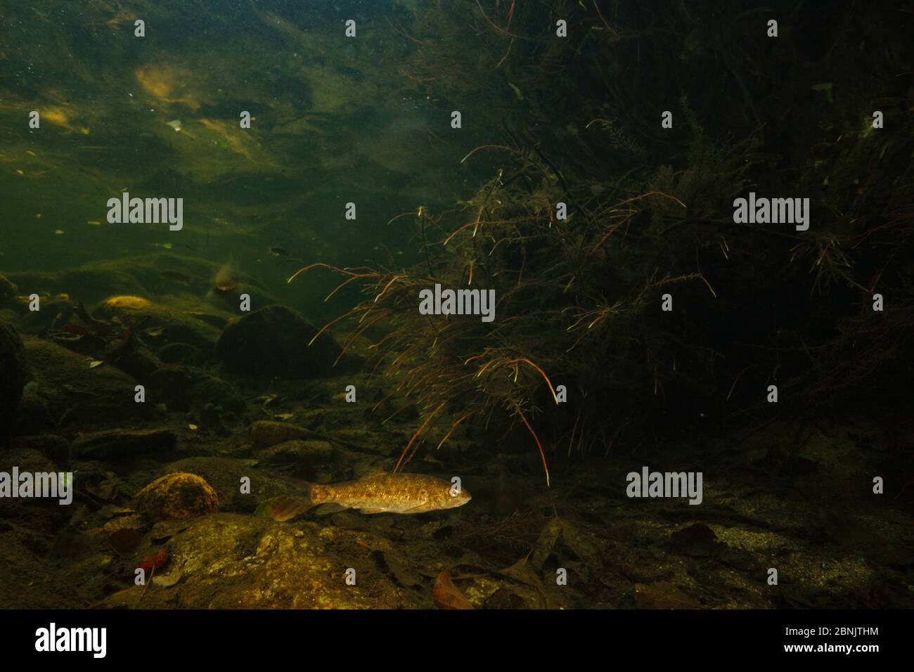 Barbel fish (Barbus meridionalis) Massane river, Alberes Mountains ...