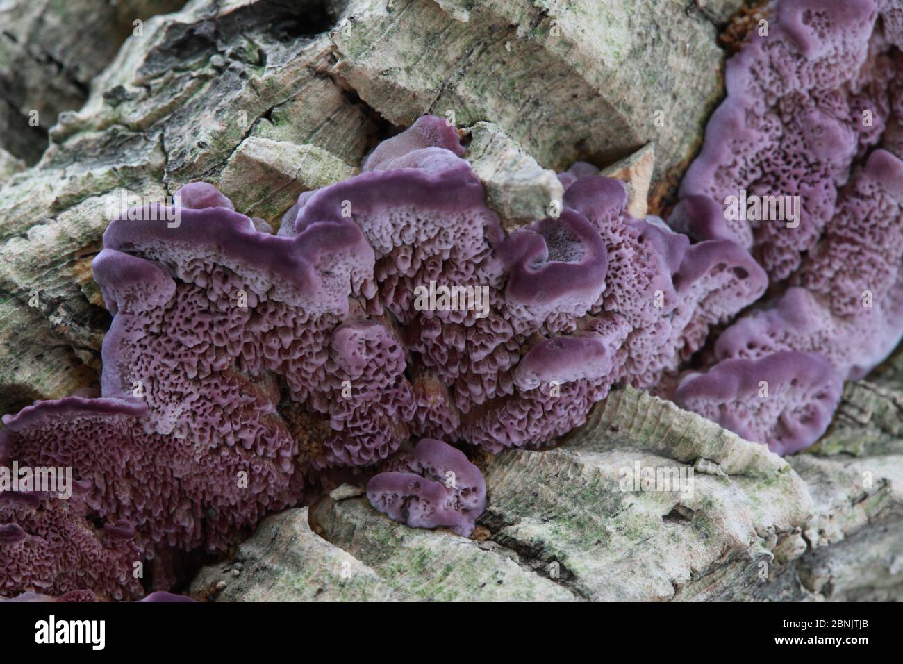 Violet-toothed polypore fungus (Hirschioporus pergamenus ) Pyrenees ...